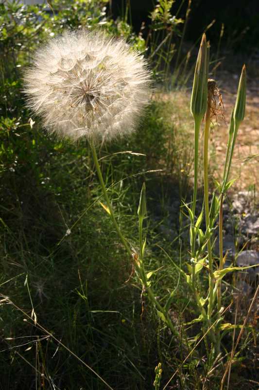 PJakopin - Žirje report, May - June, 2013